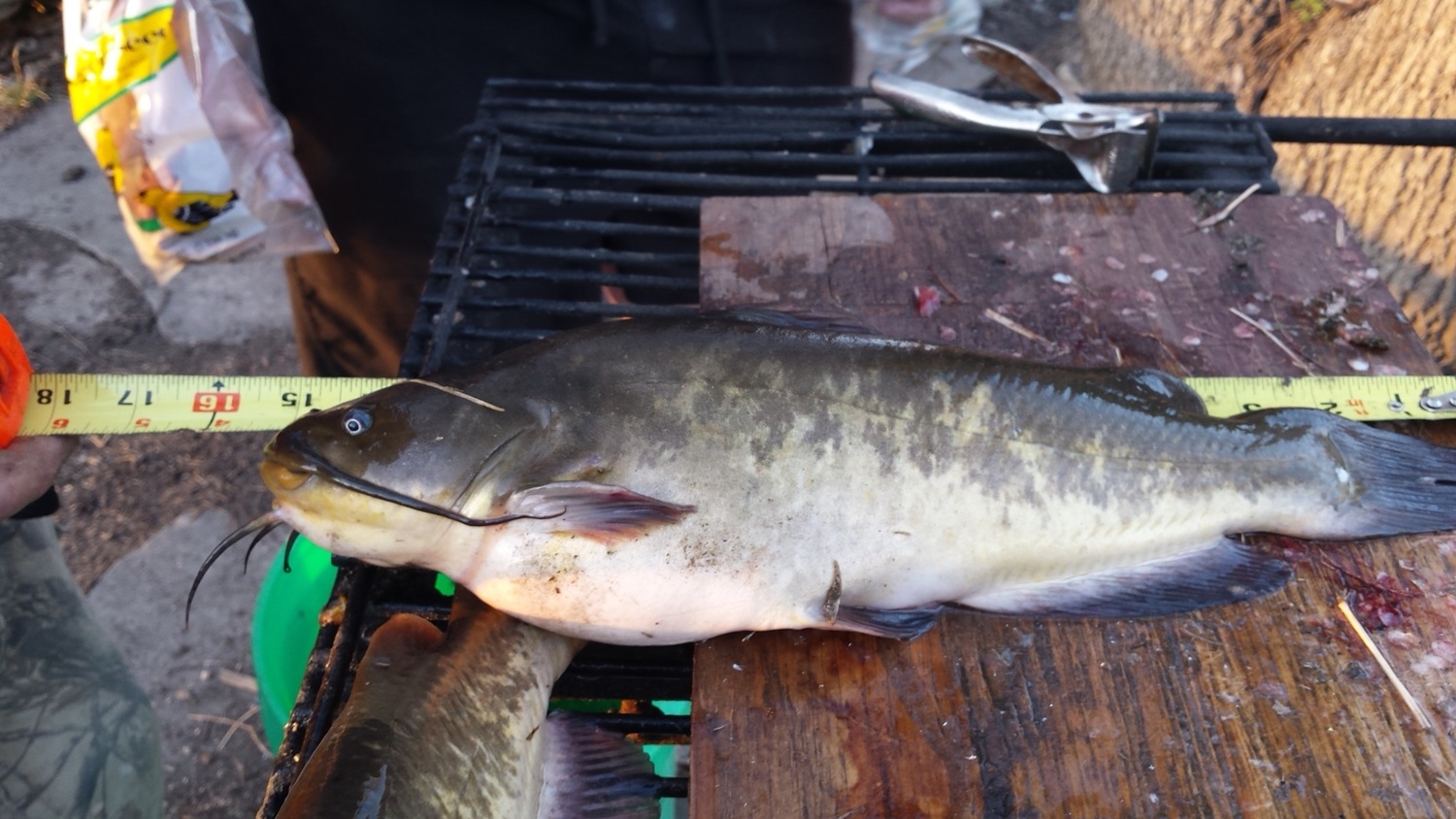 J SINCLAIR's Master Angler Black Bullhead