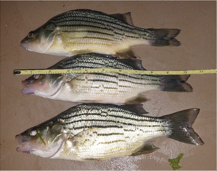 DALE BARTH's Master Angler Yellow Bass