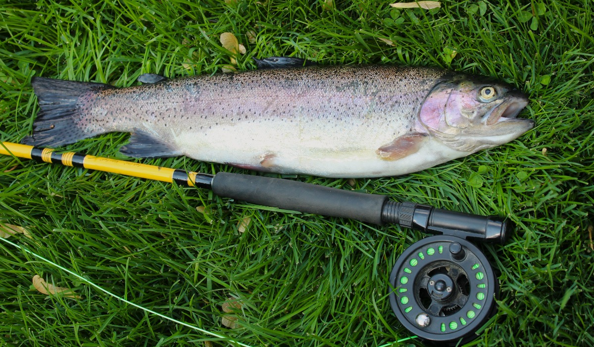 Roger D Vargason's Master Angler Rainbow Trout
