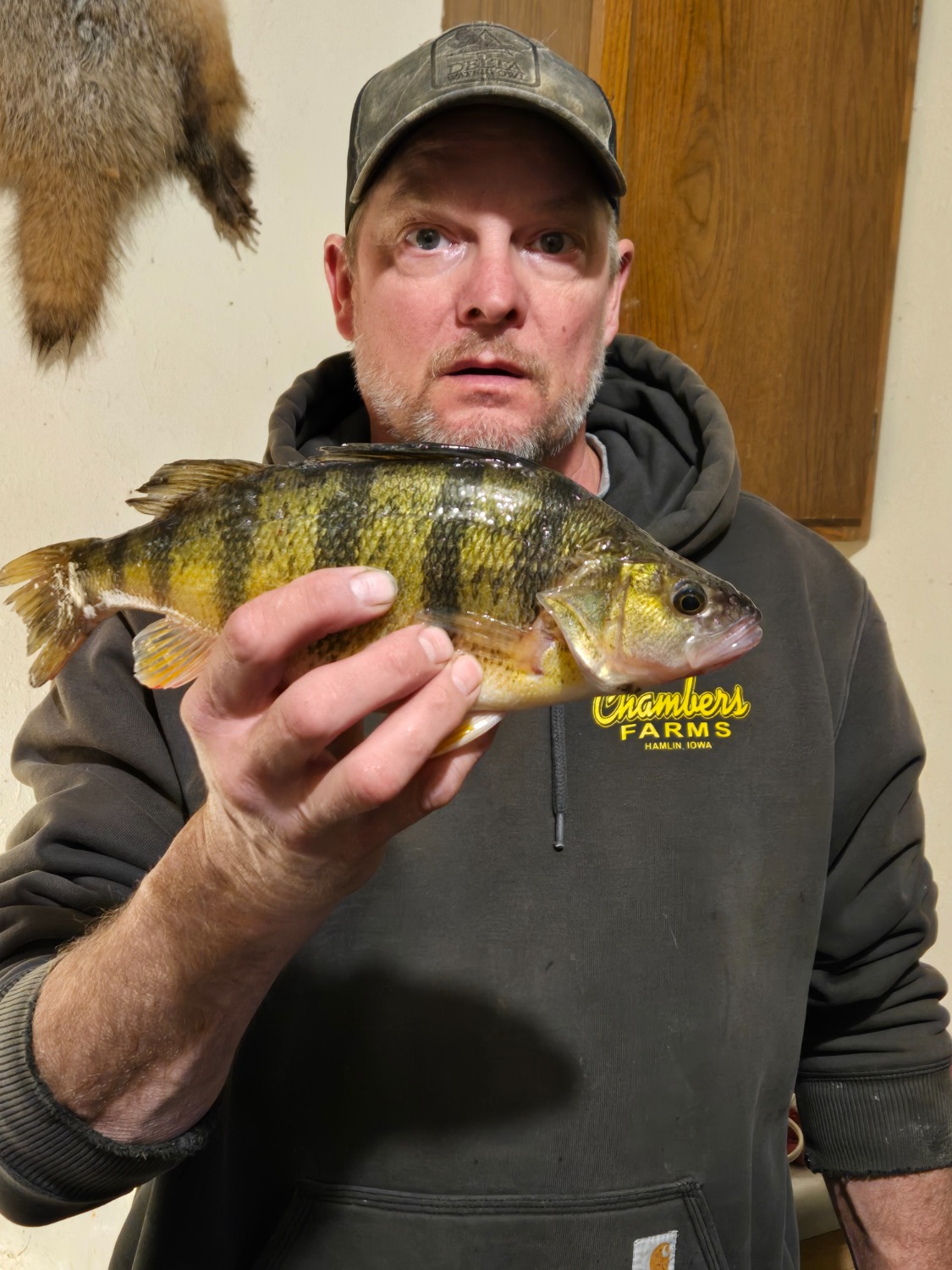 BRAD KNUEVEN's Master Angler Yellow Perch