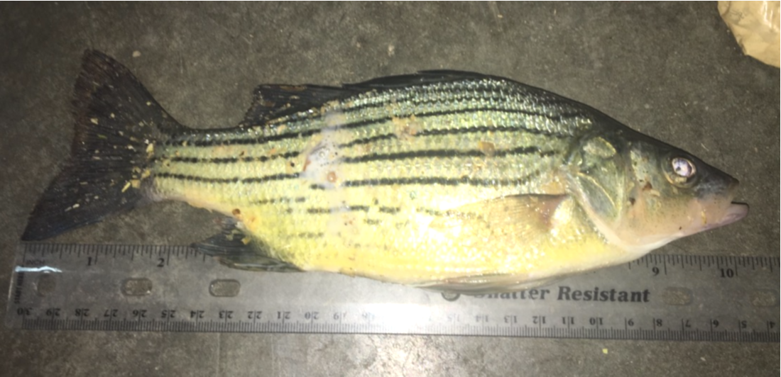 SAM DIXON's Master Angler Yellow Bass