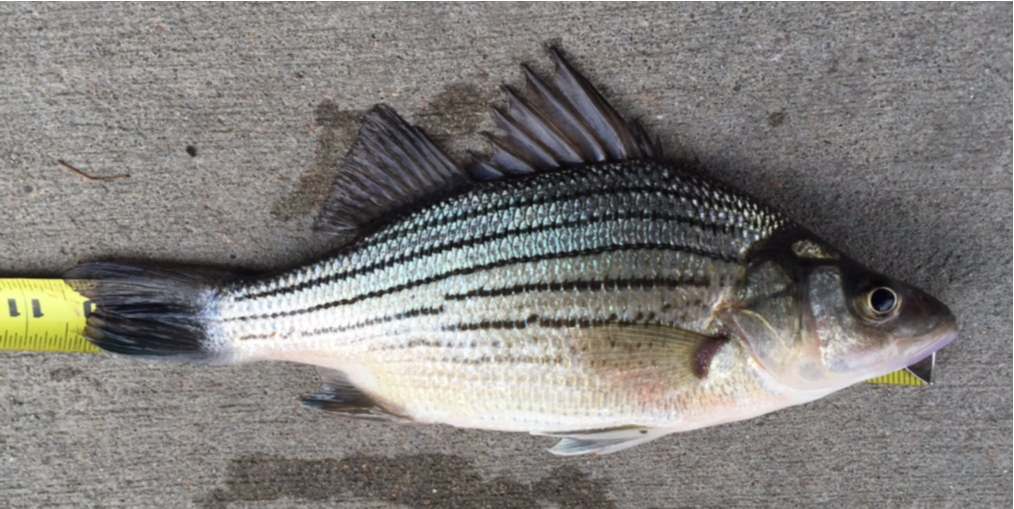 TED LOVE's Master Angler Yellow Bass