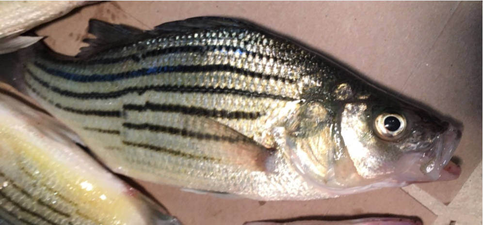 John Jachino's Master Angler Yellow Bass