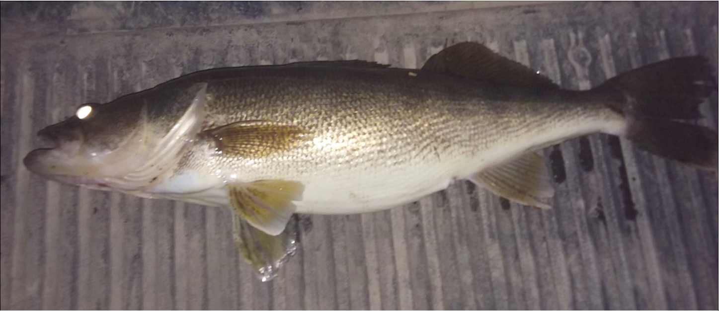 Travis Roberts's Master Angler Walleye