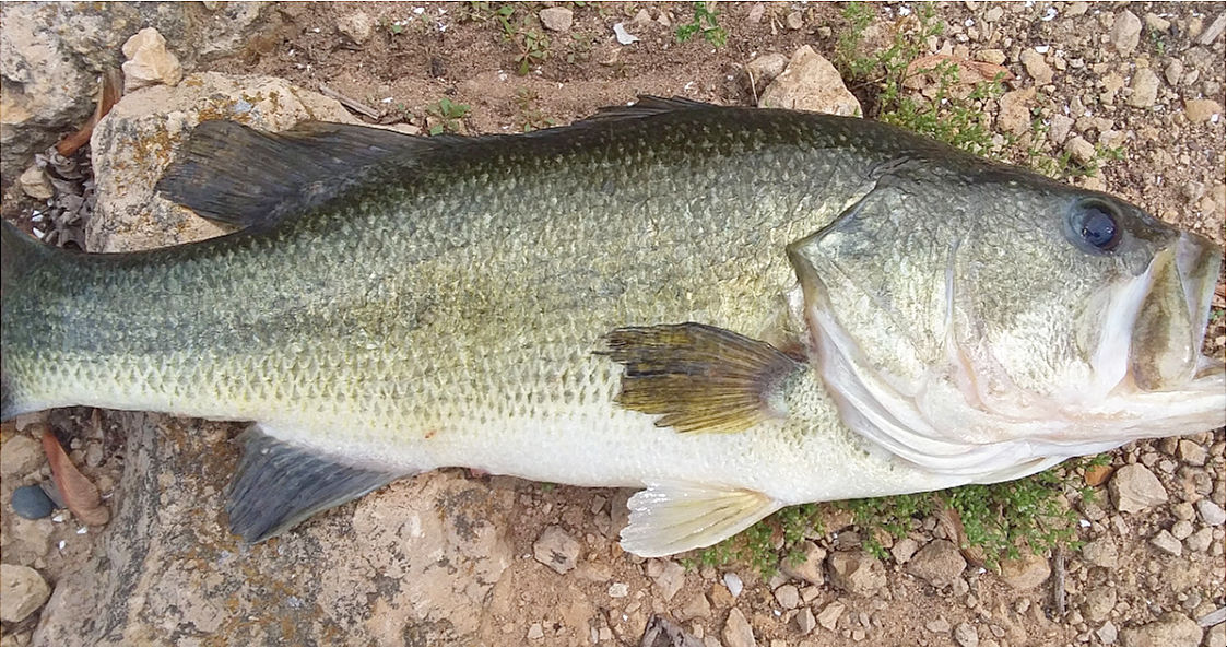 CLAY GRONEN's Master Angler Largemouth Bass