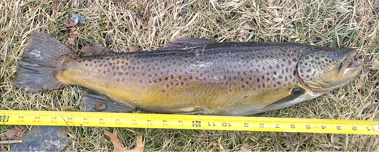 ALEX Moran's Master Angler Brown Trout