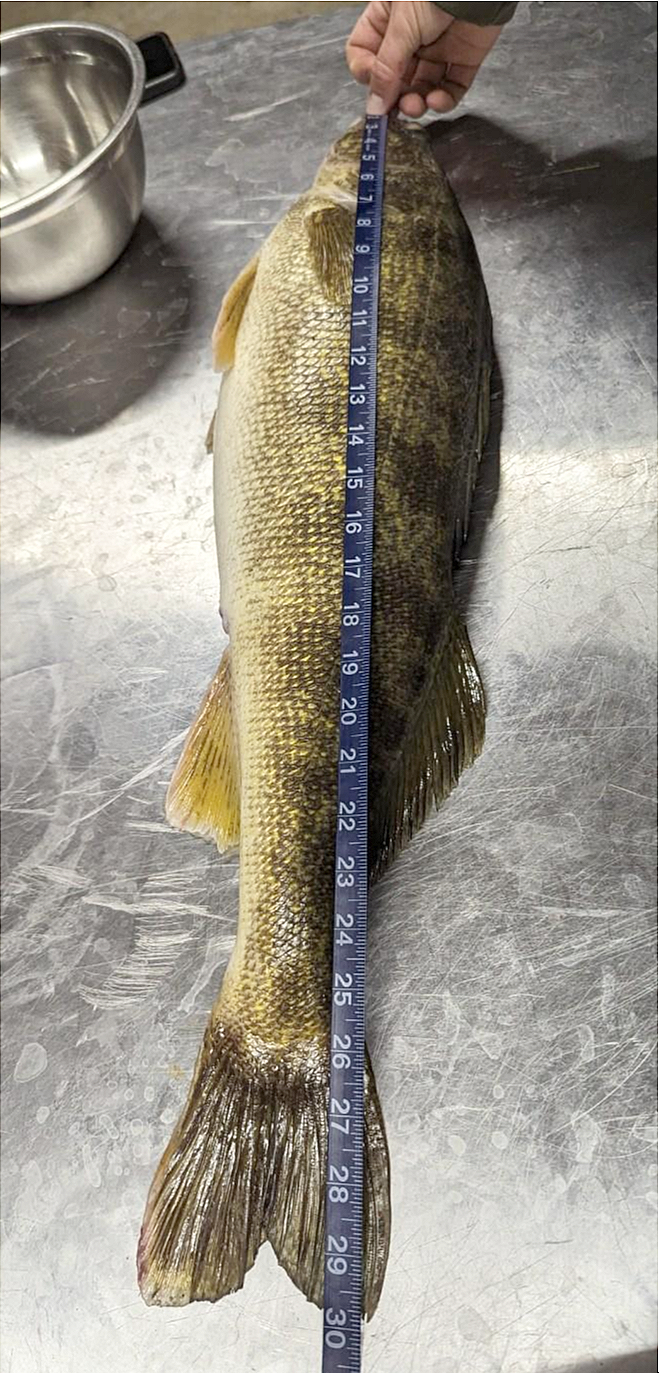 Chance Gordon's Master Angler Walleye