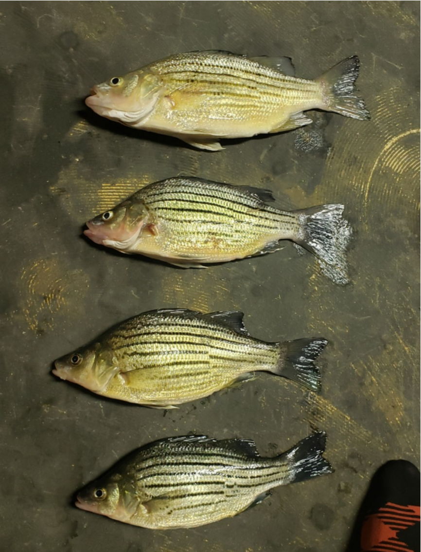 Gabriel Nolte's Master Angler Yellow Bass