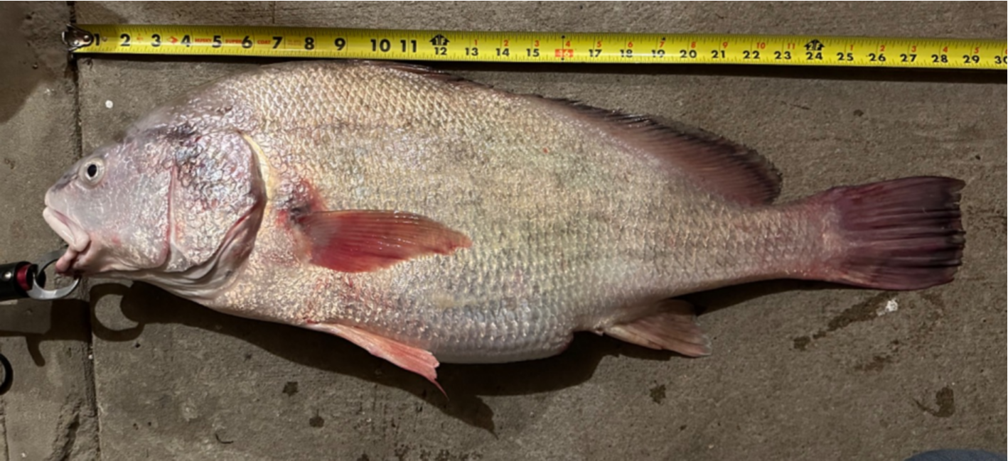 REED WHITE's Master Angler Freshwater Drum