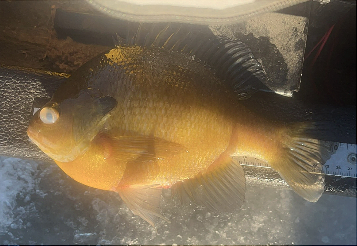 Kanii Fogleman's Master Angler Bluegill