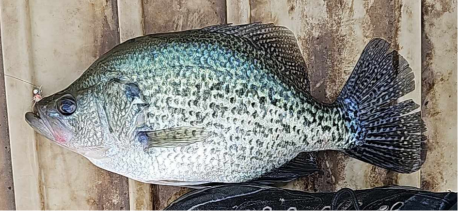 MICHAEL BAKER's Master Angler White Crappie