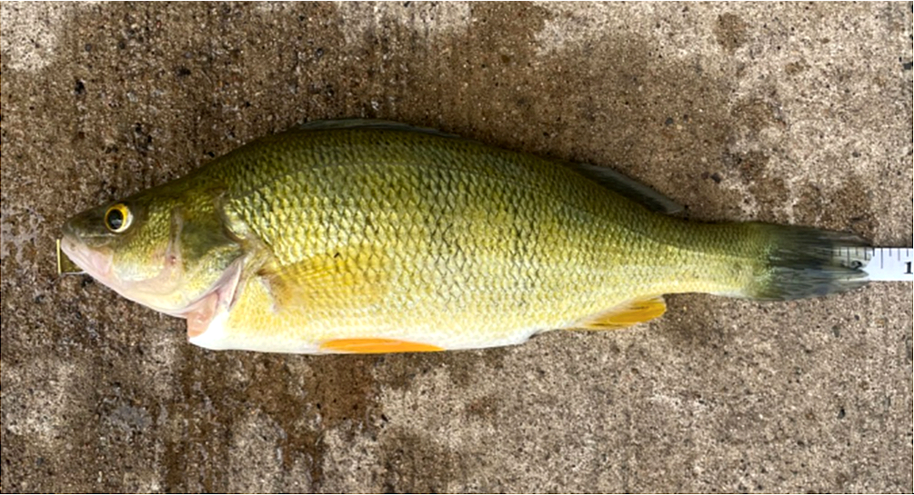 LEVI MCCURDY's Master Angler Yellow Perch