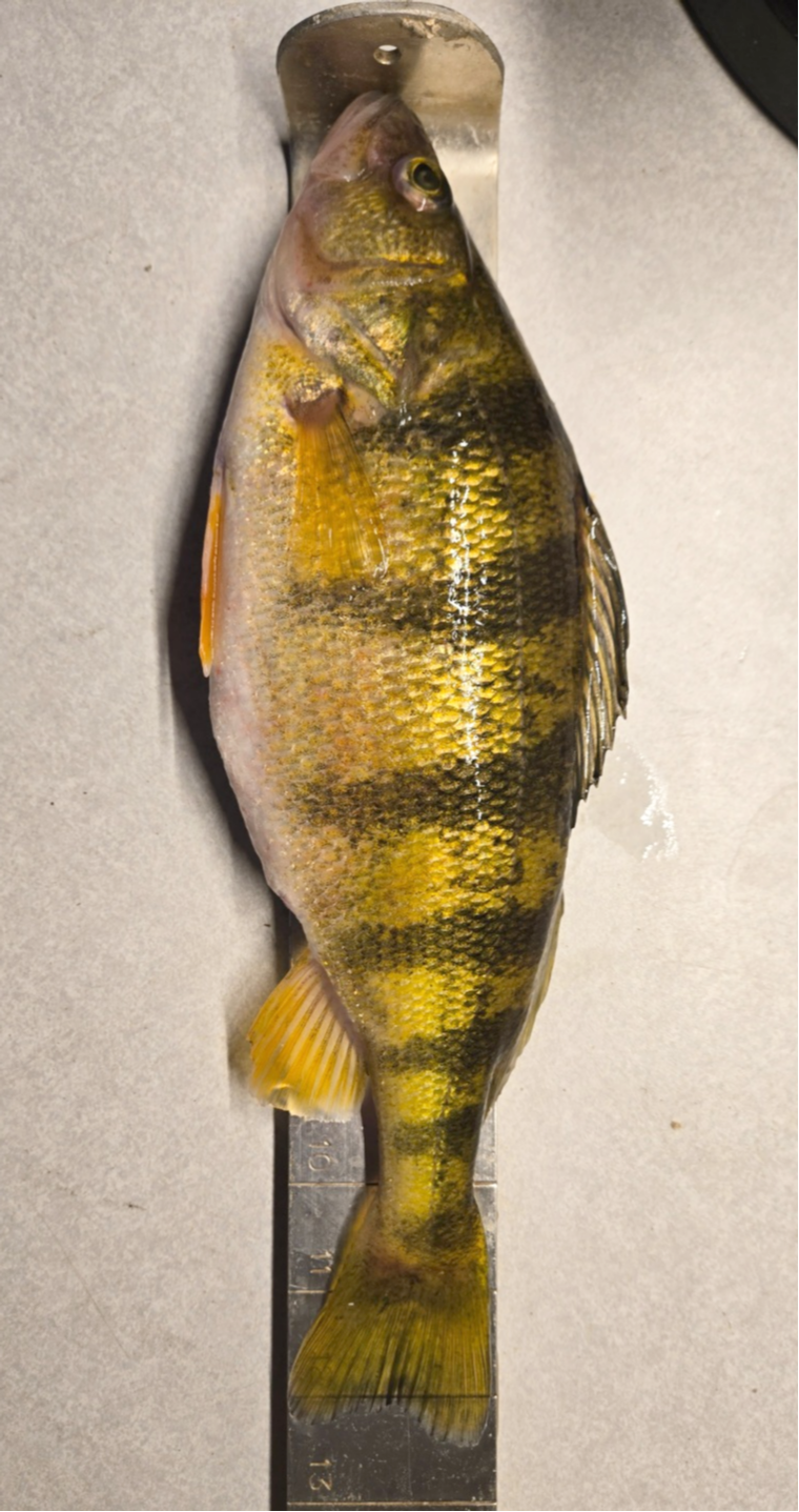 BRAD KNUEVEN's Master Angler Yellow Perch
