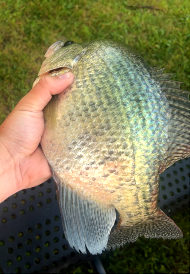 Gavin Larsen's Master Angler White Crappie