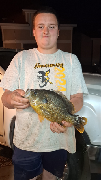 Fish Iowa - Fish Species - Green Sunfish