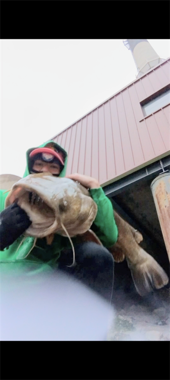 Fish Iowa - Fish Species - Flathead Catfish