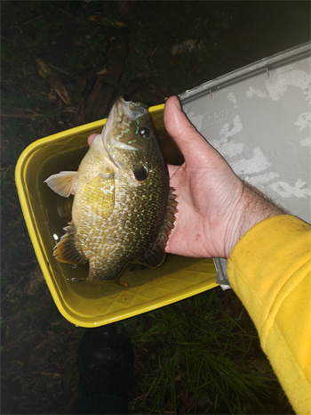 Fish Iowa - Fish Species - Green Sunfish