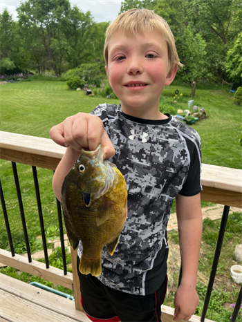 Fish Iowa - Fish Species - Green Sunfish