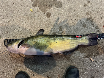 Fish Iowa - Fish Species - Channel Catfish