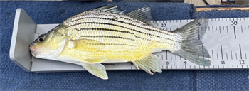 Fish Iowa - Fish Species - Yellow Bass
