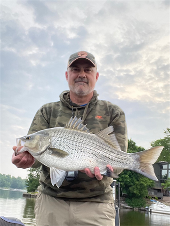 Fish Iowa - Fish Species - Wiper (Hybrid Striped Bass)