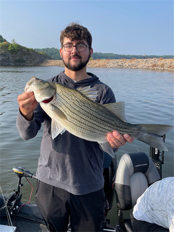 Fish Iowa - Fish Species - Wiper (Hybrid Striped Bass)