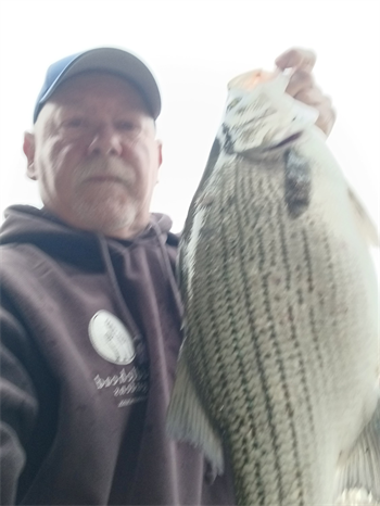 Fish Iowa - Fish Species - Wiper (Hybrid Striped Bass)