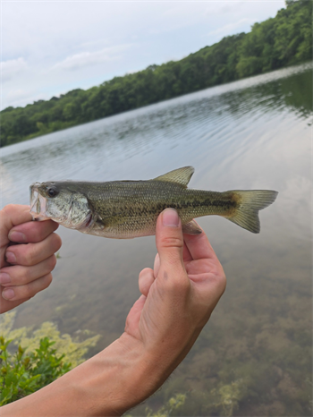 Fish Iowa - Fish Species - Largemouth Bass