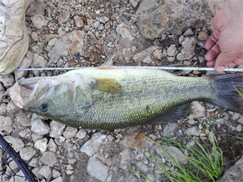 Fish Iowa - Fish Species - Largemouth Bass