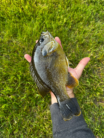 Fish Iowa - Fish Species - Green Sunfish