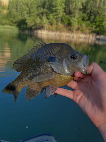 Fish Iowa - Fish Species - Bluegill