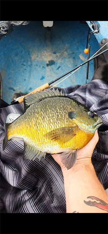 Fish Iowa - Fish Species - Bluegill