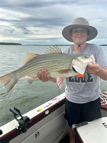 Fish Iowa - Fish Species - Wiper (Hybrid Striped Bass)