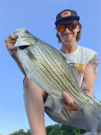 Fish Iowa - Fish Species - Wiper (Hybrid Striped Bass)