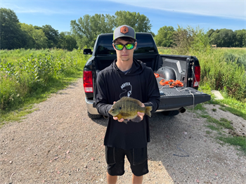 Fish Iowa - Fish Species - Bluegill