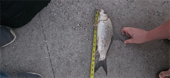 Fish Iowa - Fish Species - Quillback