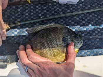 Fish Iowa - Fish Species - Bluegill