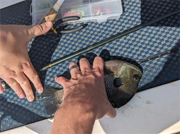 Fish Iowa - Fish Species - Bluegill