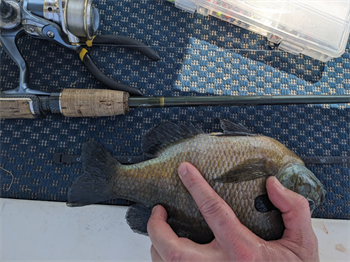 Fish Iowa - Fish Species - Bluegill