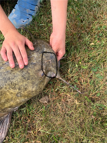 Fish Iowa - Fish Species - Flathead Catfish