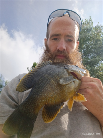 Fish Iowa - Fish Species - Green Sunfish