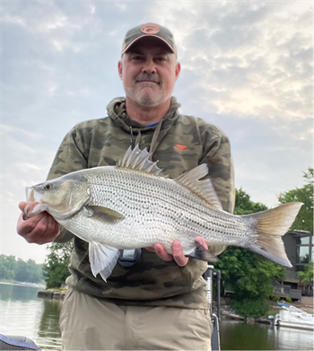 Fish Iowa - Fish Species - Wiper (Hybrid Striped Bass)