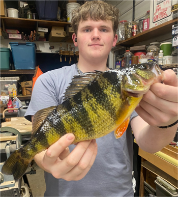 Fish Iowa - Fish Species - Yellow Perch
